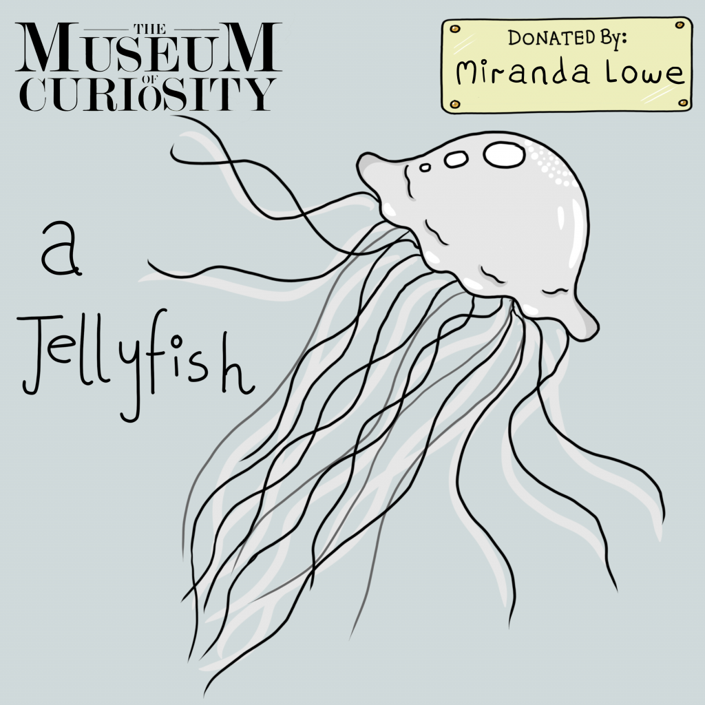 Museum of Curiosity - Emily Jupitus